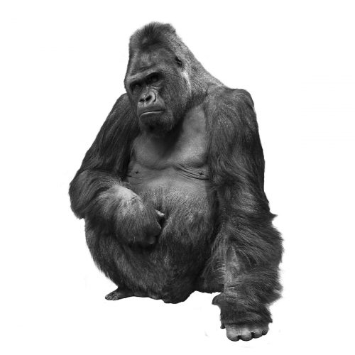 selective attention test เราจะเชื่อสิ่งที่ตาเห็นได้แค่ไหนว่าคือความเป็น ...