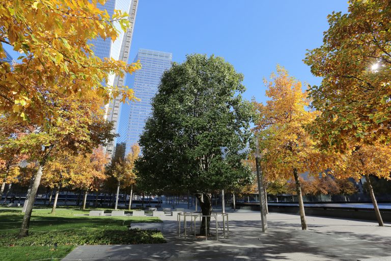 บทเรียนจาก Survivor Tree ต้นไม้ต้นเดียวที่รอดชีวิตจากเหตุการณ์ 9/11